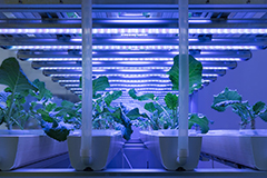 Horticulture LED Lighting – ams OSRAM| DigiKey